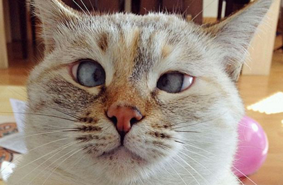 Katten zijn lief, maar schele katten? Die zijn dubbel zo lief ...