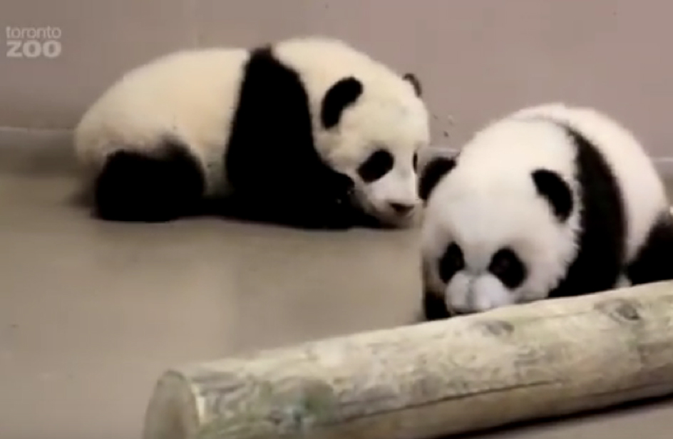 Ecco i primi passi dei due cuccioli di panda gigante di Toronto | RDS ...