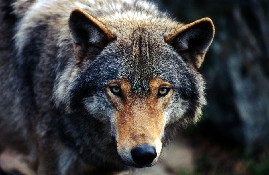 Ecco l'ululato delle persone per la difesa del Lupo - RDS RDS | Radio ...