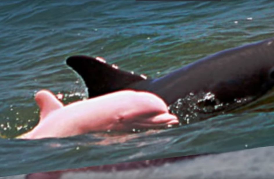 Il delfino diventa rosa se si emoziona, emozionando chi lo guarda | RDS ...