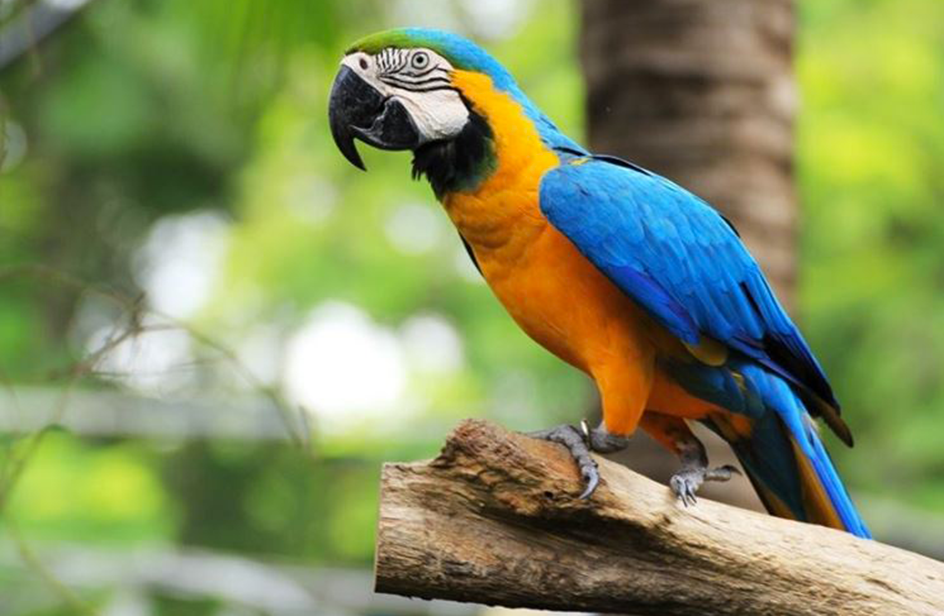 USA: Pappagallo condanna per omicidio una donna - RDS RDS | Radio ...